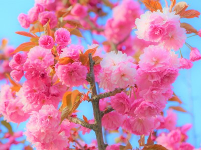 flowers-on-skitterphoto